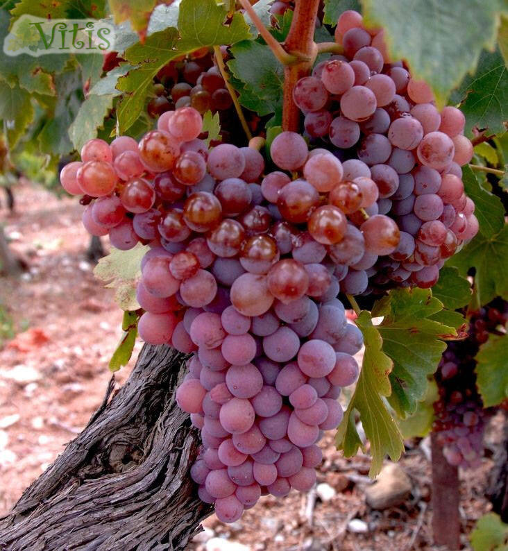 Виноград Кишмиш Руби Сидлисс бессемянный (Ruby Seedless, King Ruby) в ...