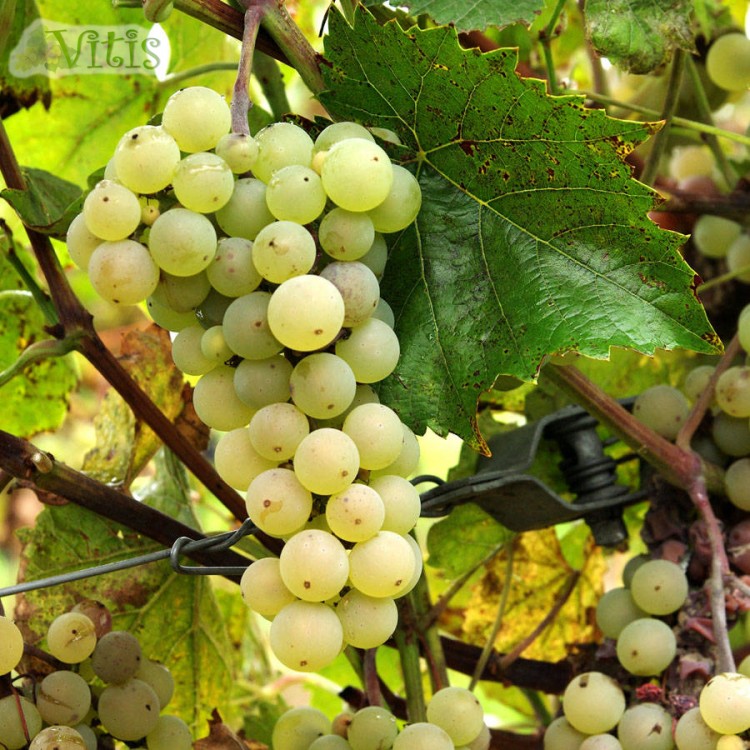 Виноград Аврора универсальный в Vitis.kz