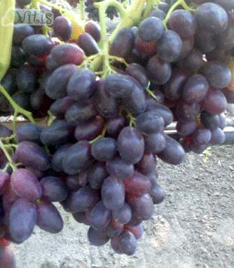 Виноград Алма-Ата 9 (Черный Ризамат) столовый в Vitis.kz