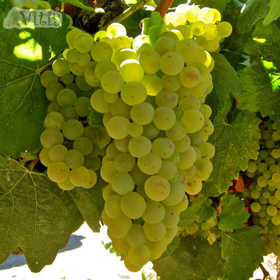 Виноград Шардоне (Chardonnay) винный в Vitis.kz