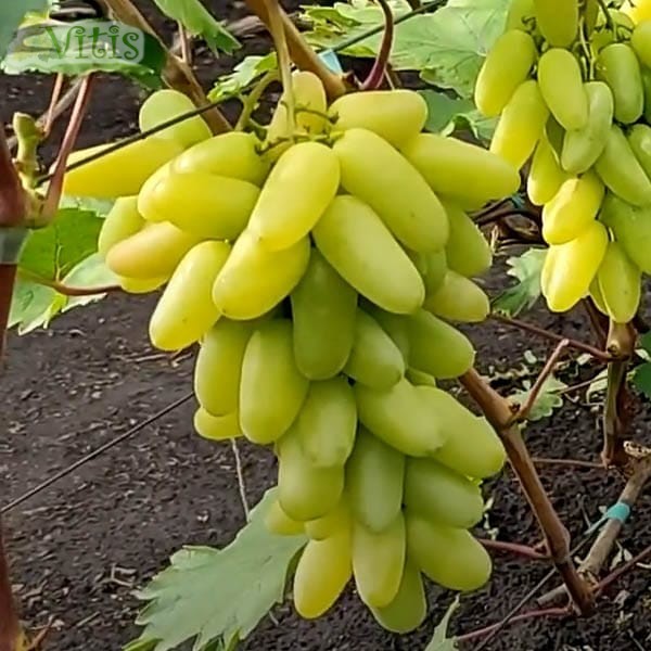 Виноград Мальчик-с-пальчик столовый в Vitis.kz