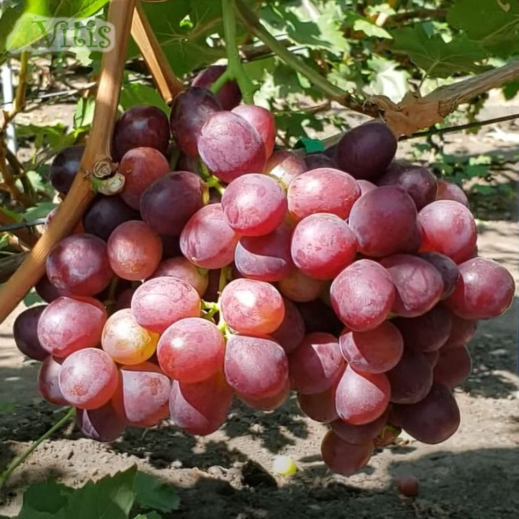 Виноград Художник столовый в Vitis.kz