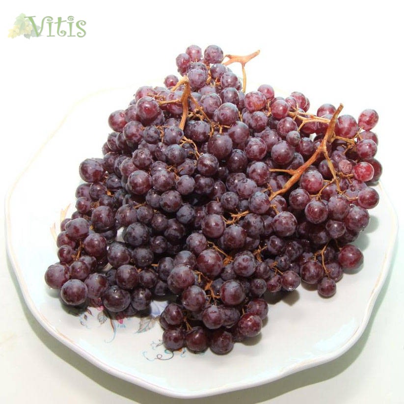 Виноград Кишмиш Флейм сидлис (Flame Seedless - Пламя бессемянный) в ...
